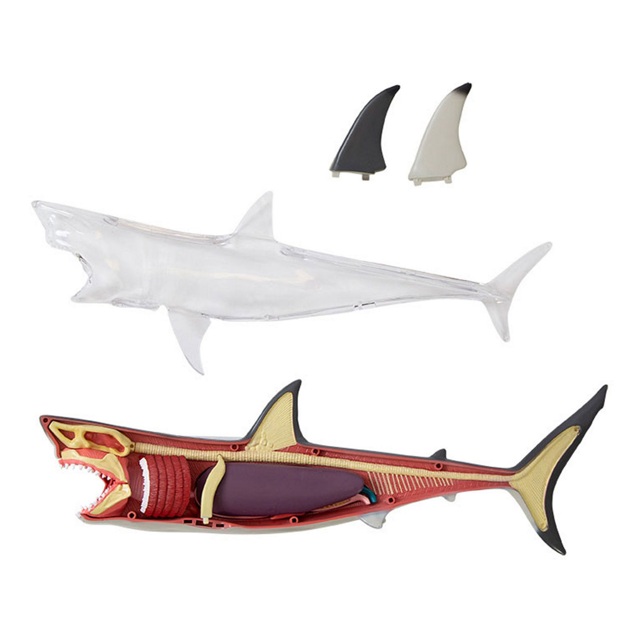 4D Shark Anatomy Kit