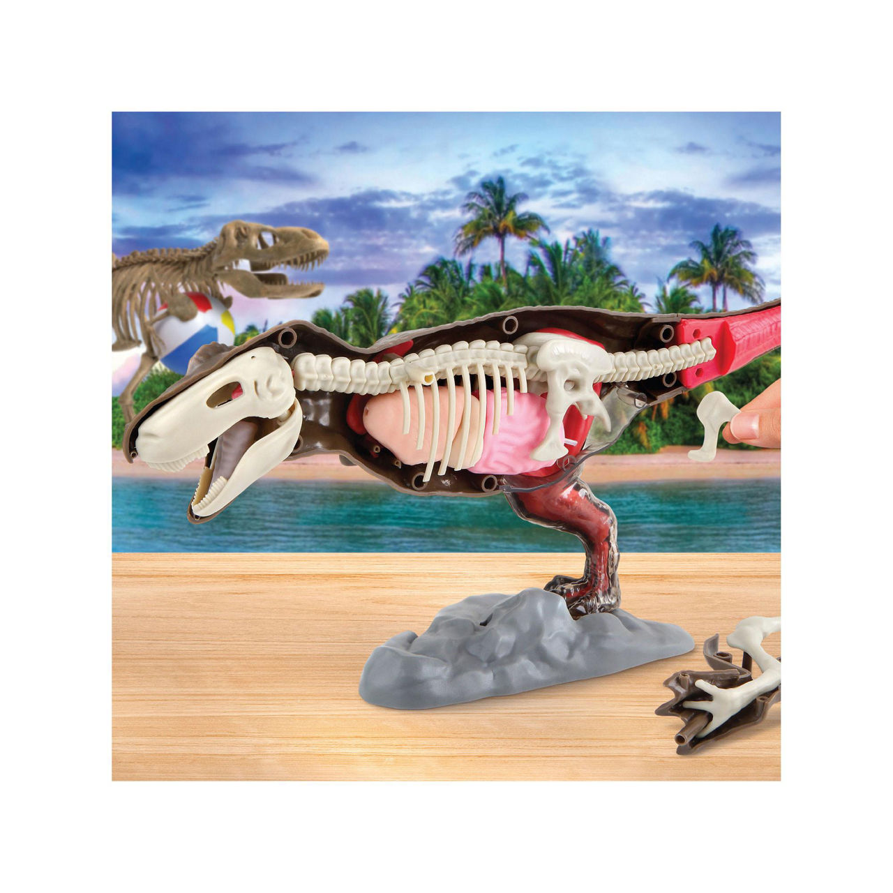 Discovery 4D T-Rex Anatomy Kit