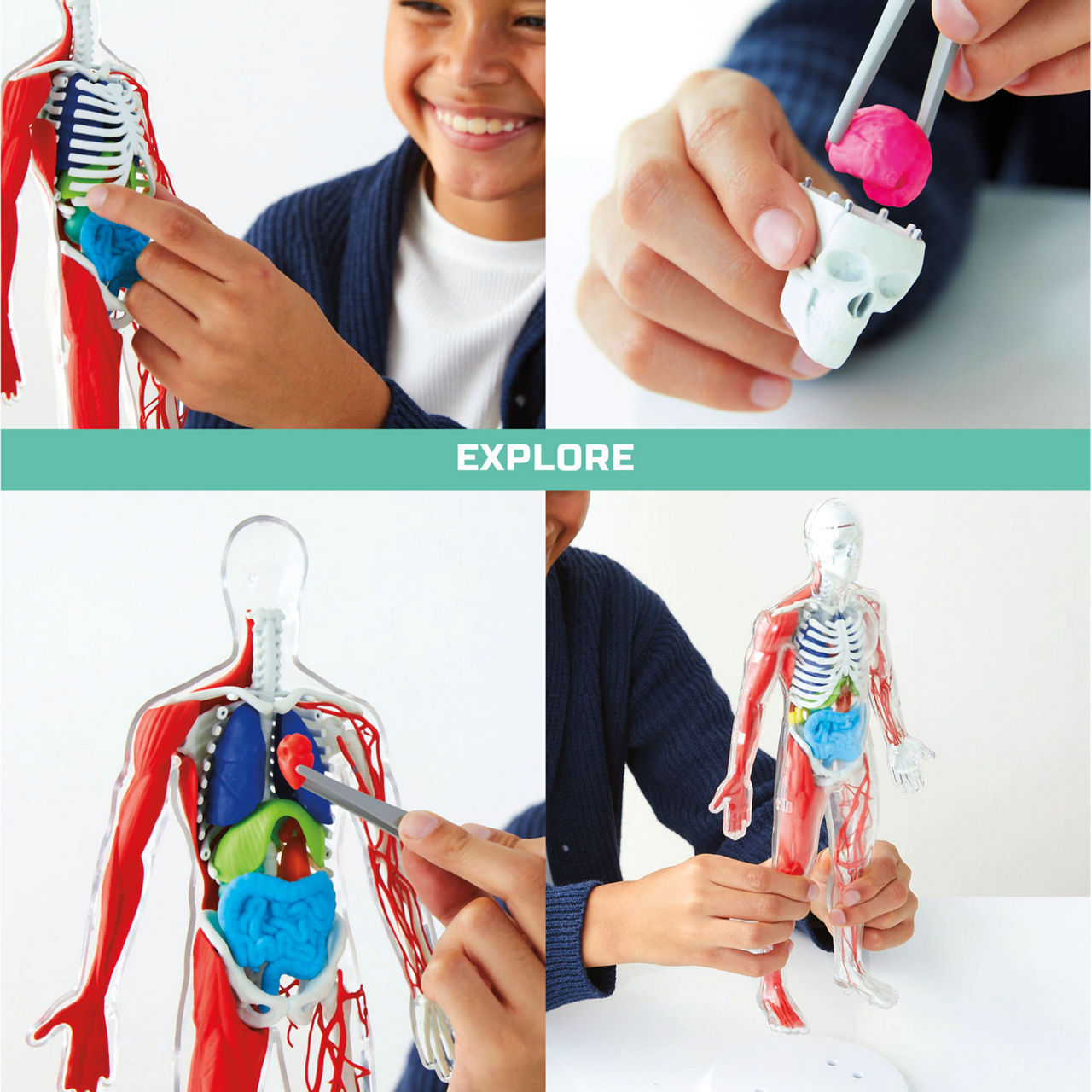 FAO DISCOVERY MINDBLOWN 3D Human Anatomy Biology Model