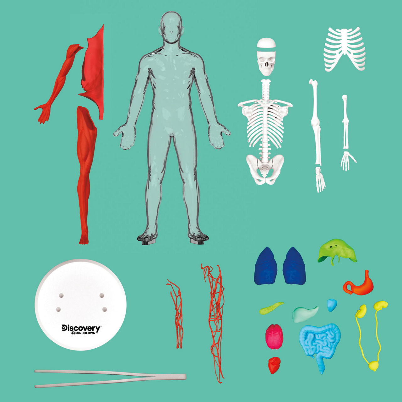 FAO DISCOVERY MINDBLOWN 3D Human Anatomy Biology Model